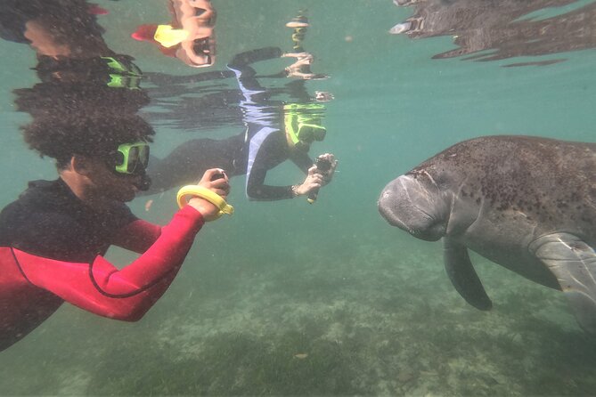 Swim With Manatees In Crystal River, Florida - What’s Included and What’s Not