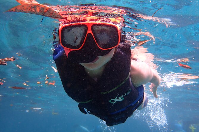 Swim With Manatees In Crystal River, Florida - The Experience Itself: What You Can Expect