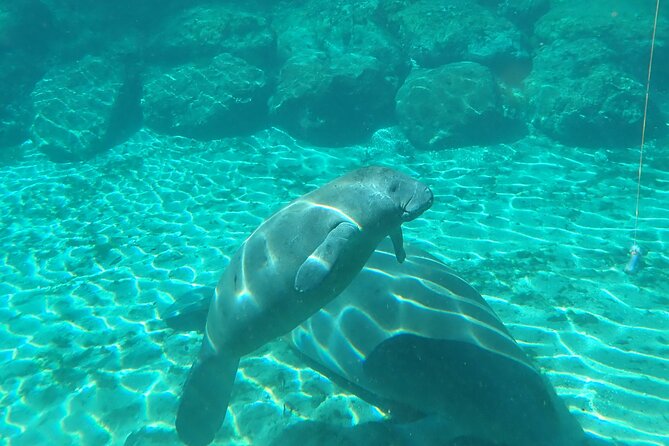 Swim With Manatees In Crystal River, Florida - Guides and Customer Service: Highlights from Reviews