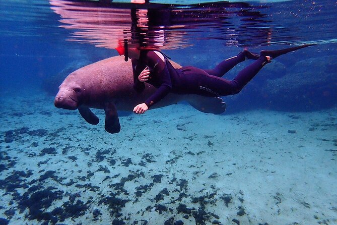 Swim With Manatees In Crystal River, Florida - The Cost and Value