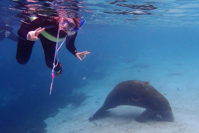 Swim With Manatees In Crystal River, Florida - Practical Tips for Your Trip