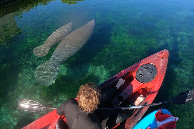 Swim With Manatees In Crystal River, Florida - Who Should Consider This Tour?