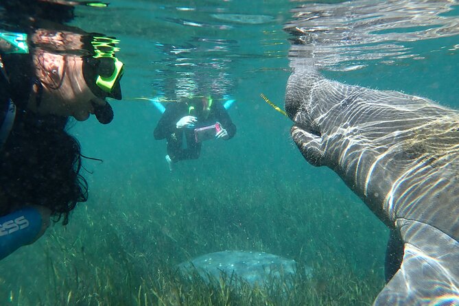 Swim With Manatees In Crystal River, Florida - Final Thoughts: Is It Worth It?