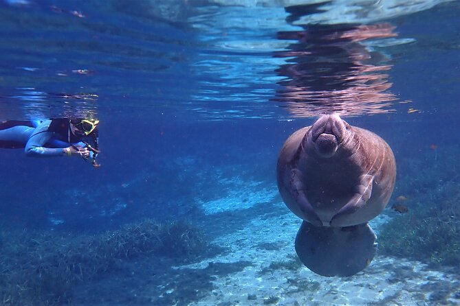 Swim With Manatees In Crystal River, Florida - FAQs