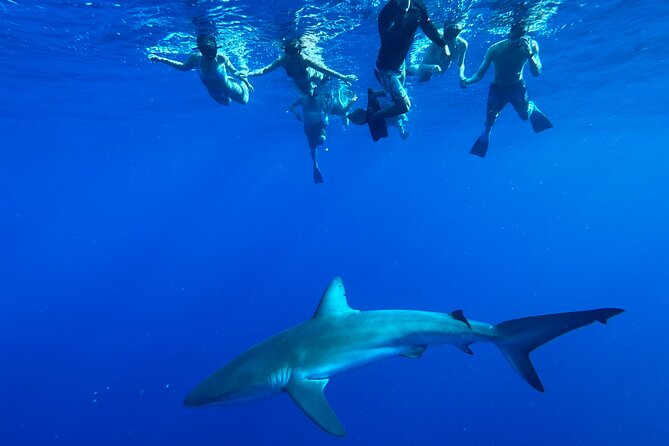 Swim with Sharks Cage-Free from Oahu - An In-Depth Look at the Shark Cage-Free Experience
