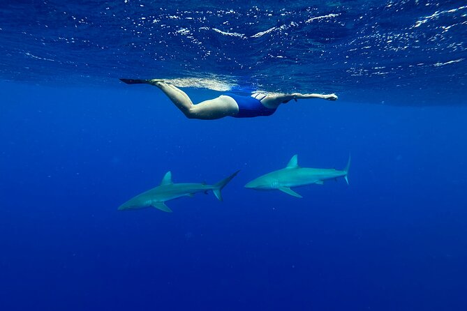 Swim with Sharks Cage-Free from Oahu - FAQ: Your Practical Questions Answered