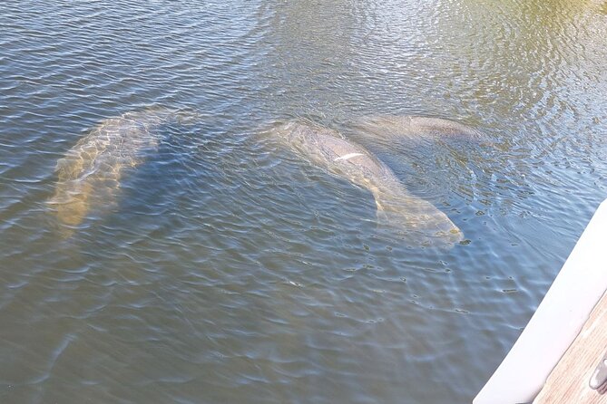 Swimming in a Dolphin and Manatee Lagoon Boat Tour - Who Is This Tour Best For?