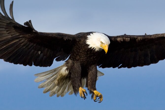 Tales & Tides: Alaskan Lore & Wildlife Cruise - Who Should Consider This Tour?