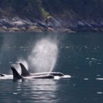 Tales & Tides: Alaskan Lore & Wildlife Cruise - An In-Depth Look at the Experience