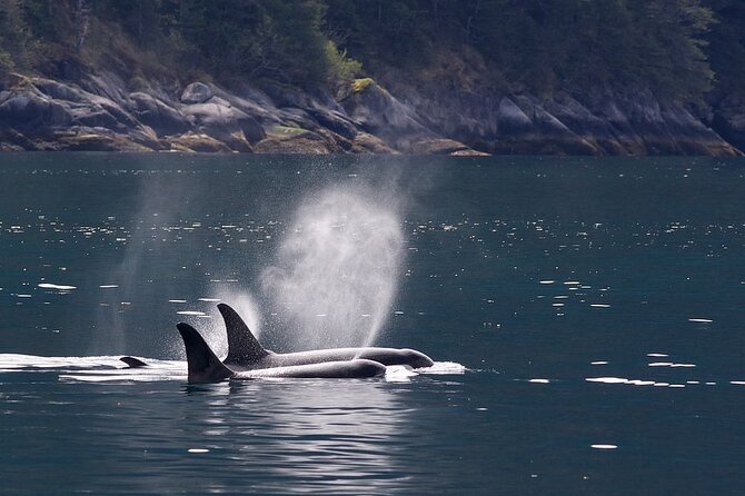 Tales & Tides: Alaskan Lore & Wildlife Cruise - An In-Depth Look at the Experience