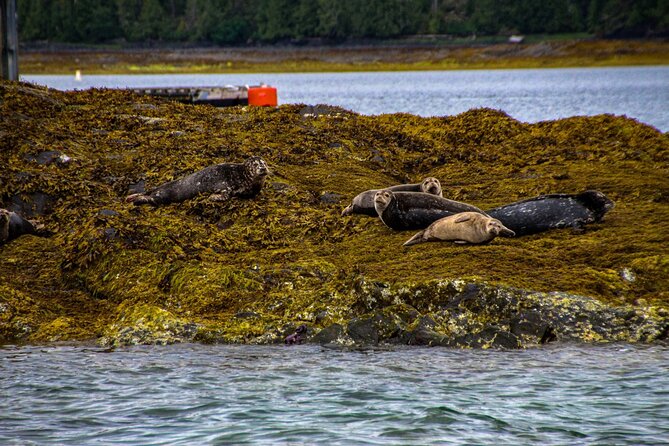 Tales & Tides: Alaskan Lore & Wildlife Cruise - Final Thoughts