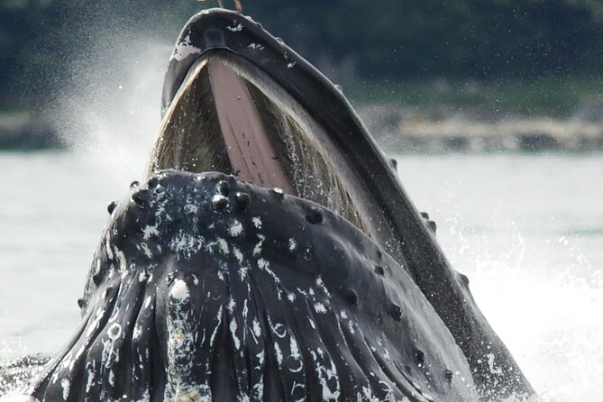Tales & Tides: Alaskan Lore & Wildlife Cruise - FAQ