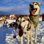 Talkeetna: Alaskan Winter Dog Sledding Experience - Why This Tour Works Well