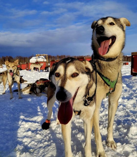 Talkeetna: Alaskan Winter Dog Sledding Experience - Why This Tour Works Well
