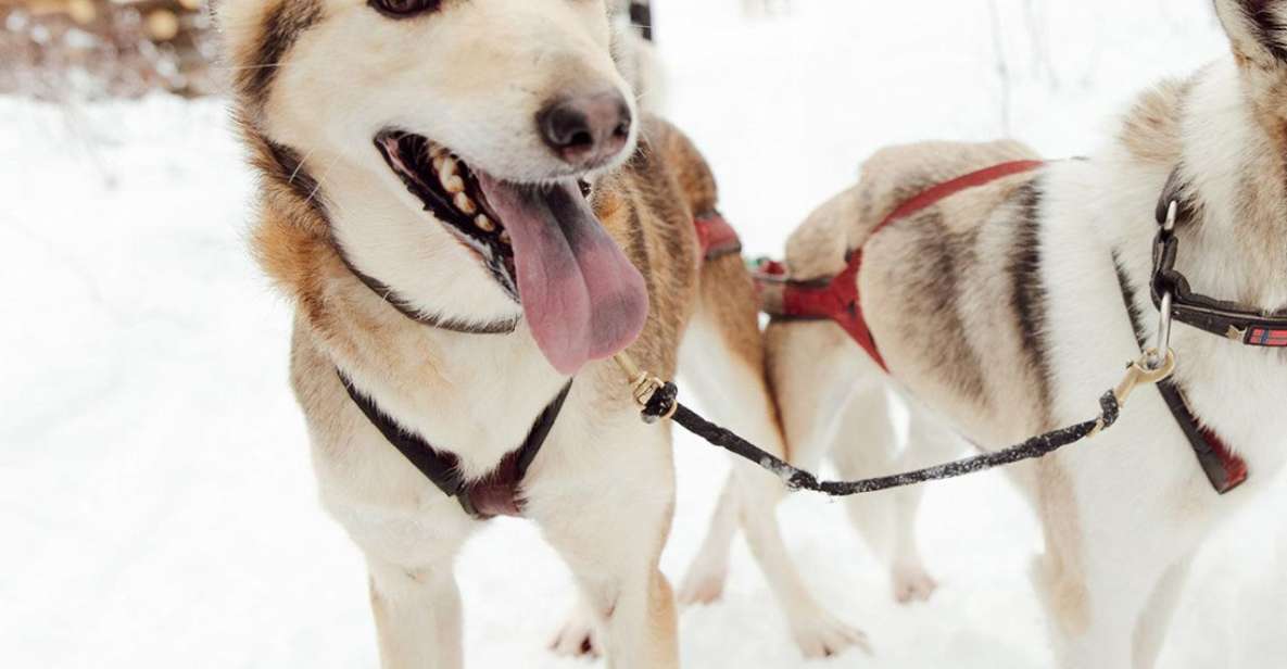 Talkeetna: Alaskan Winter Dog Sledding Experience - Practical Details and Tips