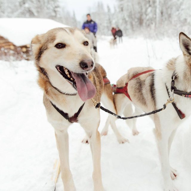 Talkeetna: Alaskan Winter Dog Sledding Experience - The Sum Up