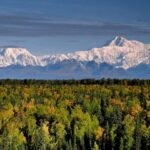 Talkeetna: Denali Zipline Tours - What’s Included and What to Consider