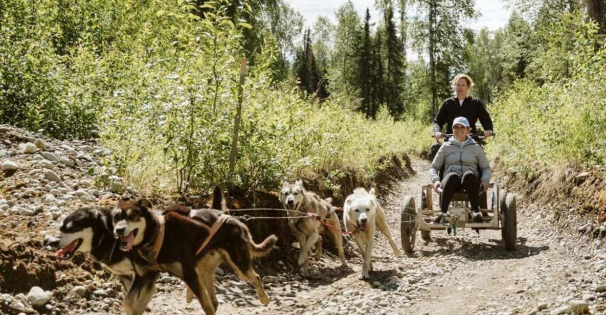 Talkeetna: Mushing Experience with Iditarod Champion Dogs - Key Points