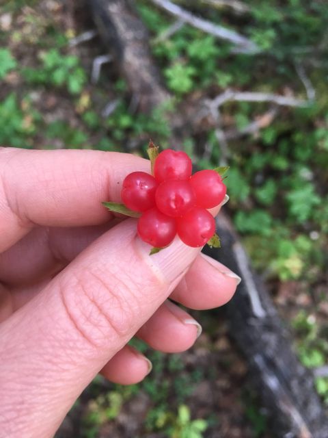Talkeetna: The Reindeer Grove Homestead Tour and Forage - Who Will Love This Experience?
