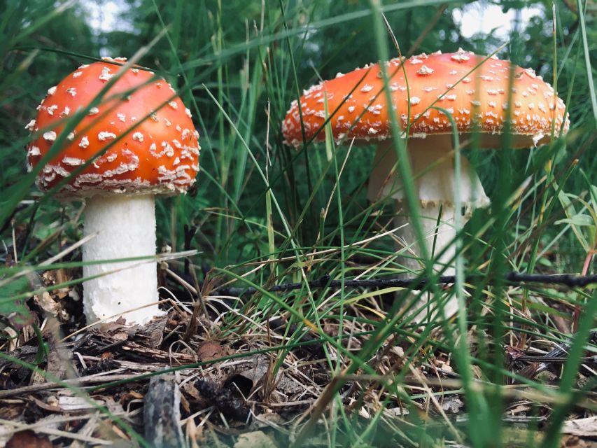 Talkeetna: The Reindeer Grove Homestead Tour and Forage - The Sum Up