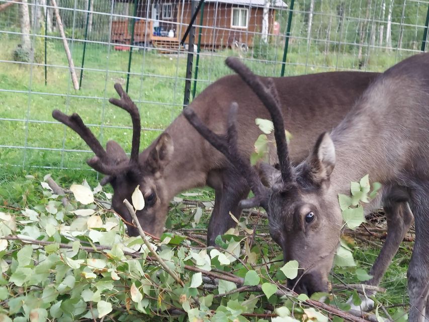 Talkeetna: The Reindeer Grove Homestead Tour and Forage - FAQ