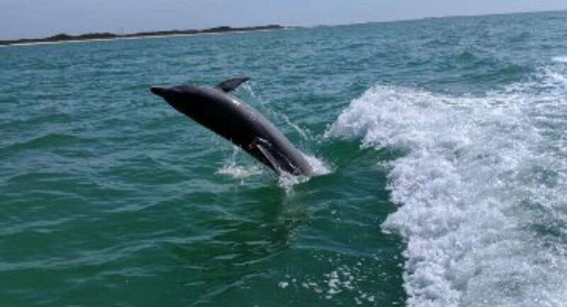Tampa Bay: Dolphin Shelling Snorkeling Cruise - Key Points