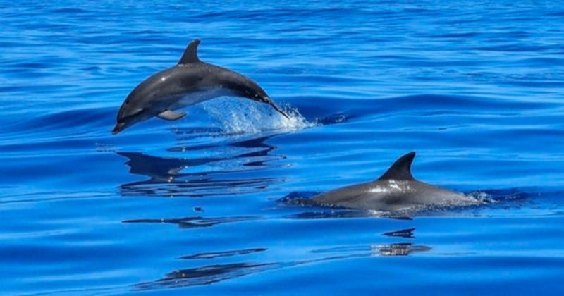 Tampa Bay: Dolphin Shelling Snorkeling Cruise - What to Expect from the Tampa Bay Dolphin Shelling Snorkeling Cruise