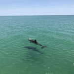 Tampa Bay: Dolphin Shelling Snorkeling Cruise - What’s Included and What’s Not