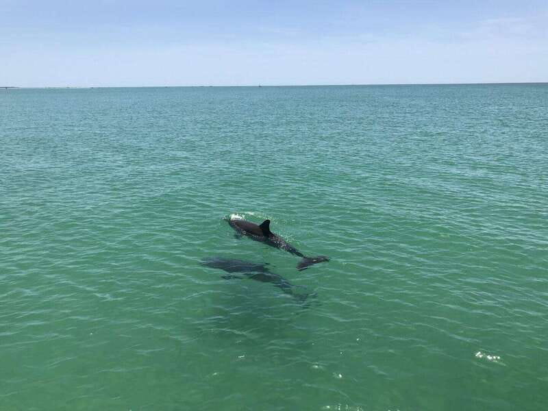 Tampa Bay: Dolphin Shelling Snorkeling Cruise - What’s Included and What’s Not