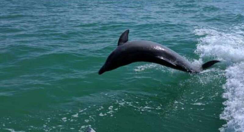 Tampa Bay: Dolphin Shelling Snorkeling Cruise - Who Will Love This Tour?