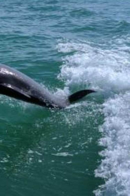 Tampa Bay: Dolphin Shelling Snorkeling Cruise - The Experience Provider and Booking Flexibility