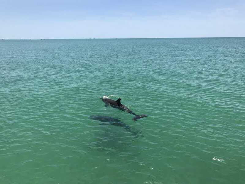 Tampa Bay: Dolphin Shelling Snorkeling Cruise - Final Thoughts: Is This the Right Choice?