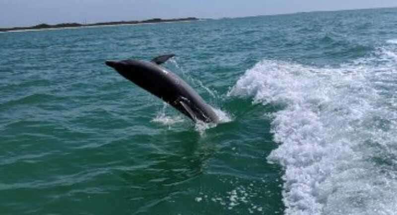 Tampa Bay: Dolphin Shelling Snorkeling Cruise - FAQ