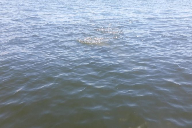 Tampa Celebrity Homes Boat Tour - Final Thoughts
