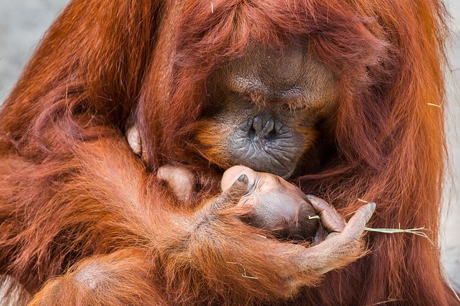 Tampa's ZooQuarium Admission - What to Expect from the Tampa ZooQuarium Experience  