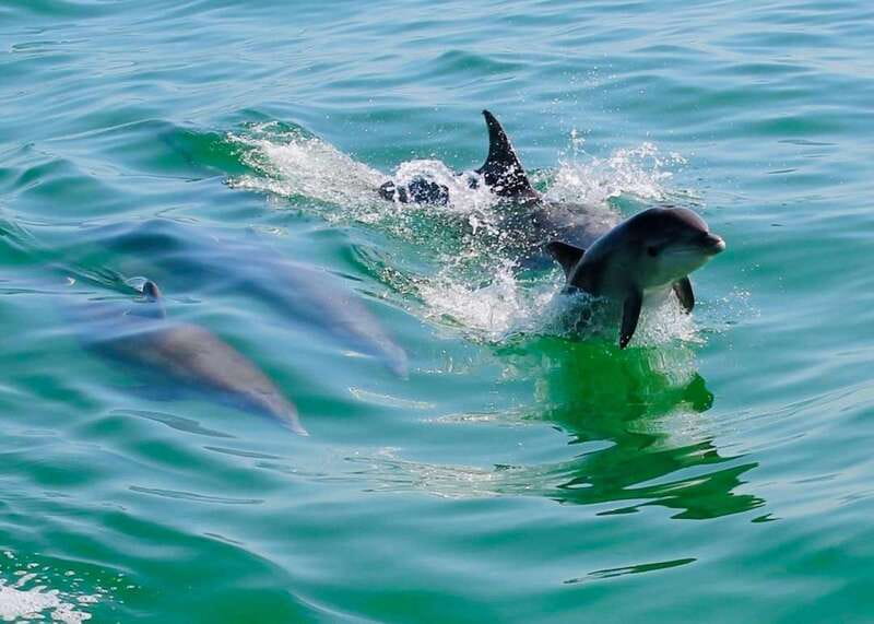 Tarpon Springs: Evening Dolphin Cruise - The Itinerary and Experience in Detail