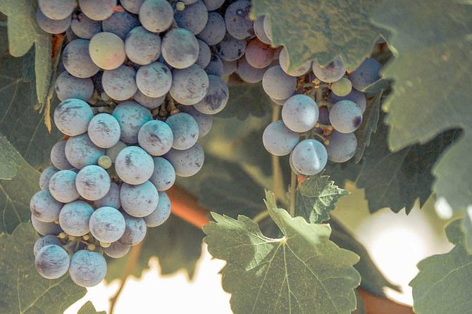 Temecula Valley Afternoon Wine Tour with Tastings and Cheeseboard - Why This Tour Offers Real Value