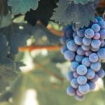 Temecula Valley Morning Wine Tour with Tastings and Cheeseboard - FAQ