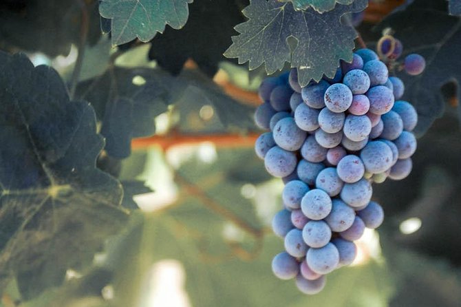 Temecula Valley Morning Wine Tour with Tastings and Cheeseboard - FAQ