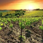 Temecula Wine Country Tour from San Diego - The Itinerary in Detail