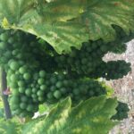 Temecula Wine Tasting Tour - What to Expect from the Temecula Wine Tasting Tour