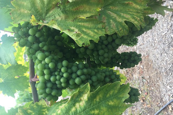 Temecula Wine Tasting Tour - What to Expect from the Temecula Wine Tasting Tour