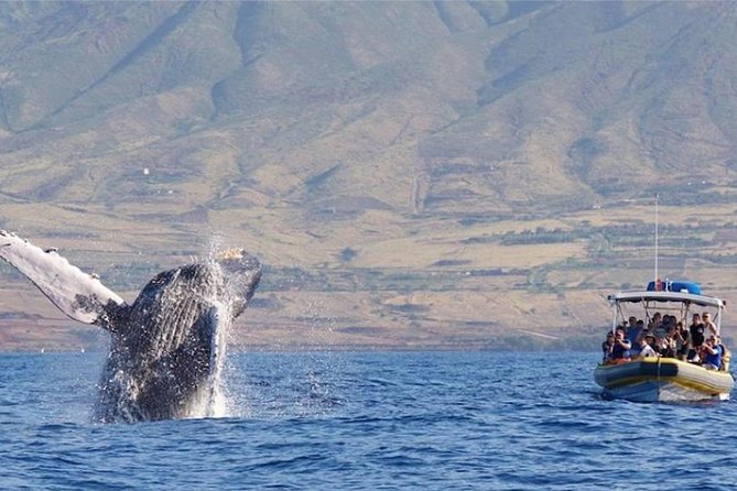 TEST Ultimate Whale Watch from Lahaina - An Honest Look at the Ultimate Whale Watch Experience
