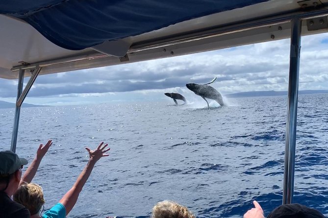 TEST Ultimate Whale Watch from Lahaina - Who Is This Tour Best For?