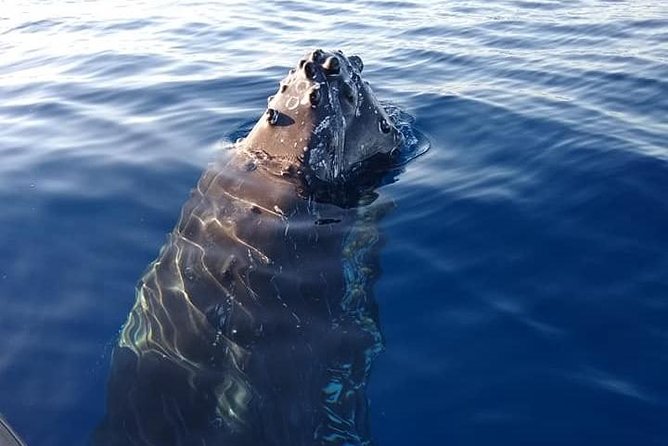 TEST Ultimate Whale Watch from Lahaina - FAQ