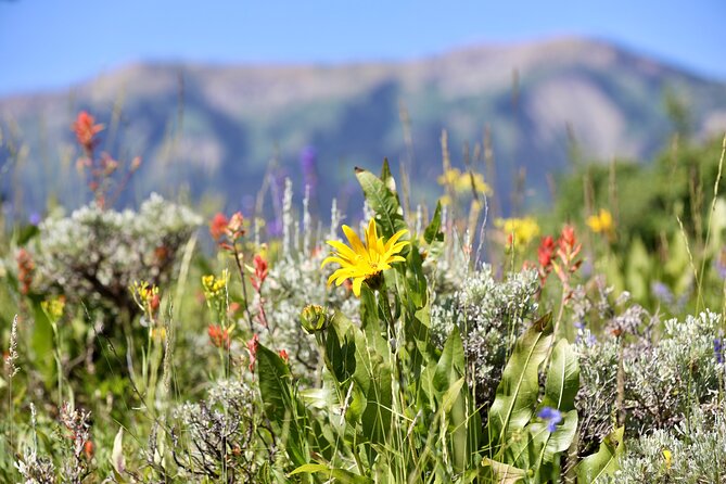 Teton View Horse Riding with Lunch - Key Points