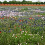Texas Hill Country and LBJ Tour From San Antonio - Who Will Love This Tour?