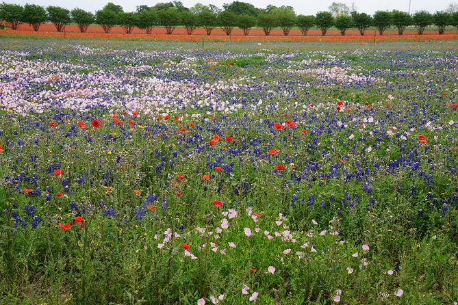 Texas Hill Country and LBJ Tour From San Antonio - Who Will Love This Tour?