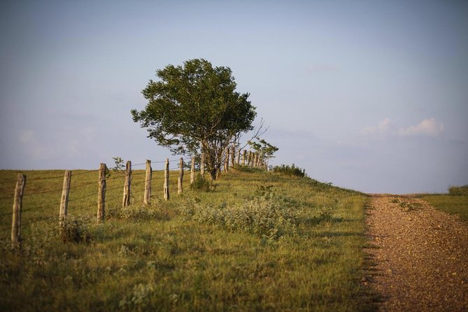 Texas Hill Country Group Wine Tour by Limousine - Key Points
