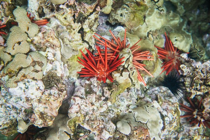 The Best 2 Hour Molokini Express Snorkeling - The Experience from Real Travelers